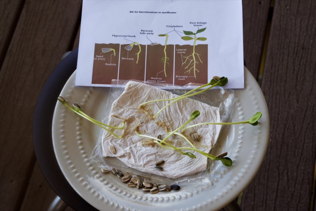 Let's Celebrate: Seeds - Homegrown Adventures