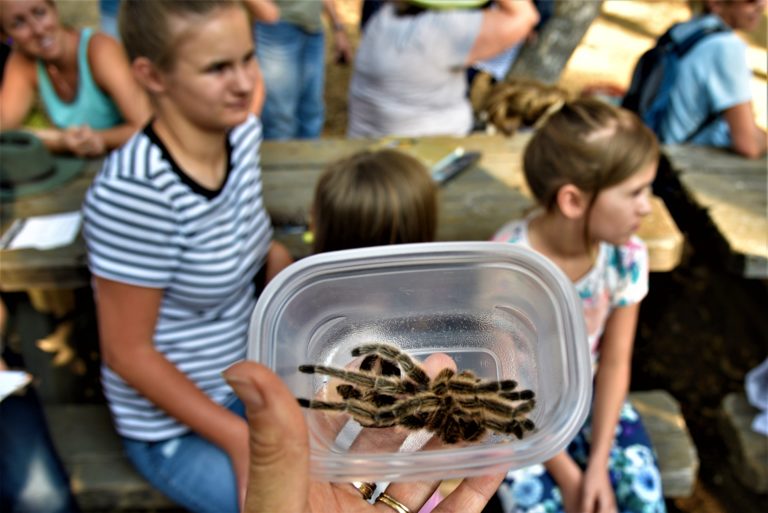Tarantula Unit Study - Homegrown Adventures