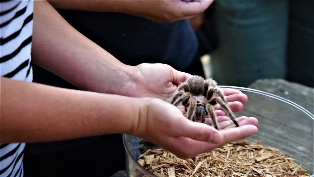 Tarantula Unit Study - Homegrown Adventures