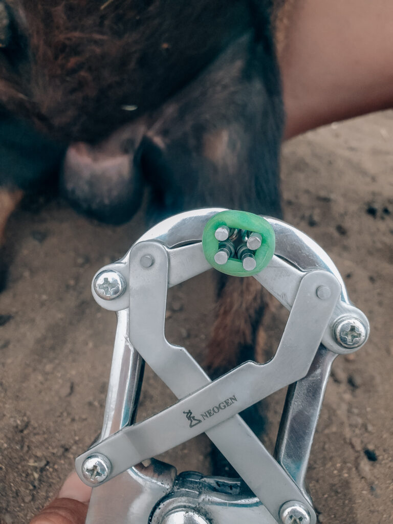 How to Castrate a Goat with an Elastrator Band - Homegrown Adventures