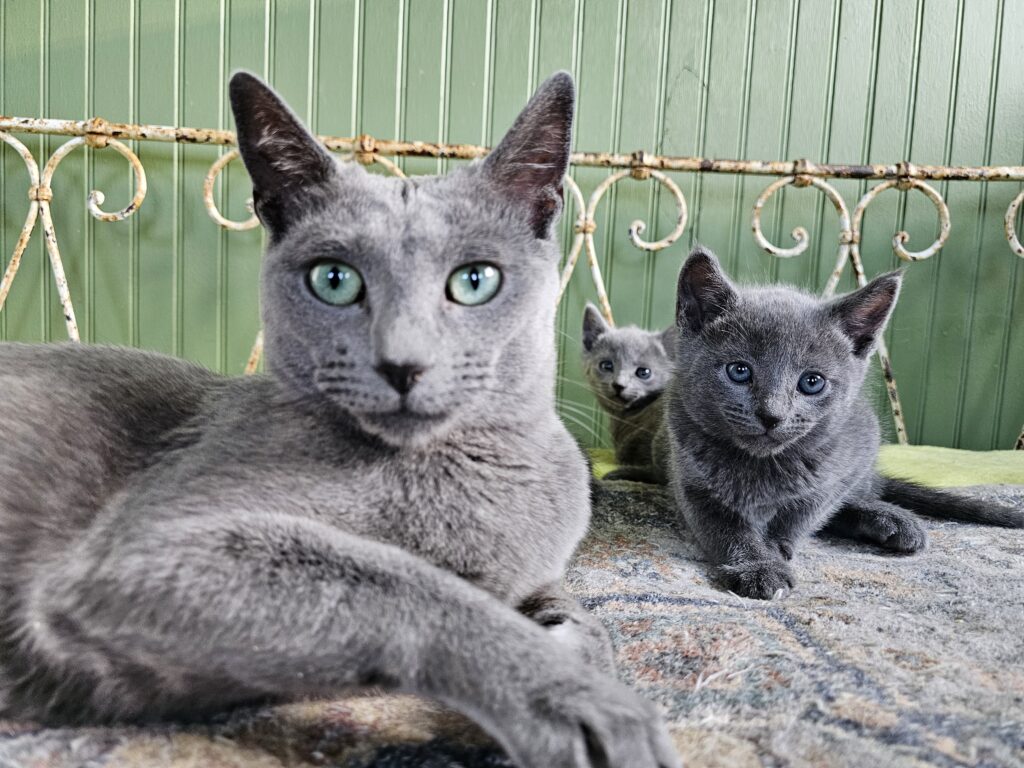 Russian Blues - Homegrown Adventures