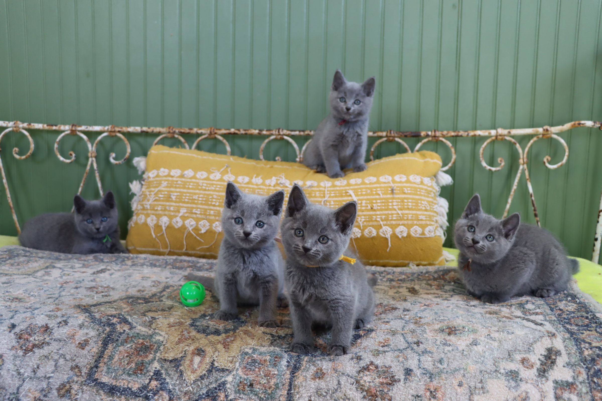 Russian Blues - Homegrown Adventures